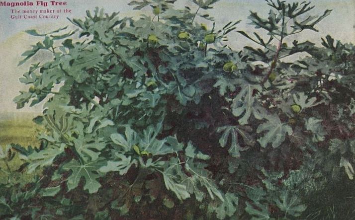 The Texas Fig Farmer | High Shrink